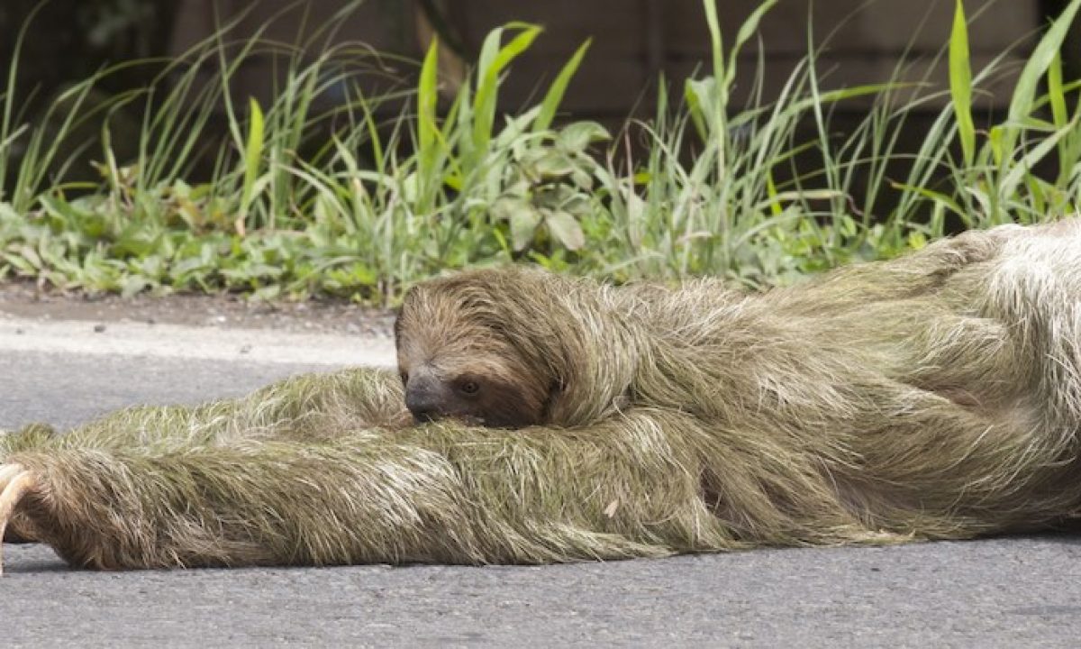 Sloths Crossing The Road