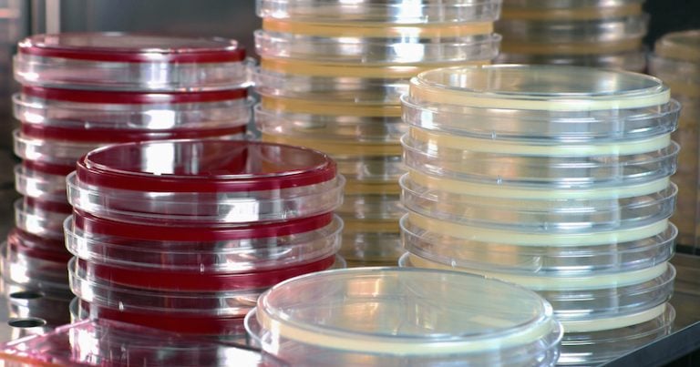 Could Stem Cells Replace Animal Testing in Drug Development?