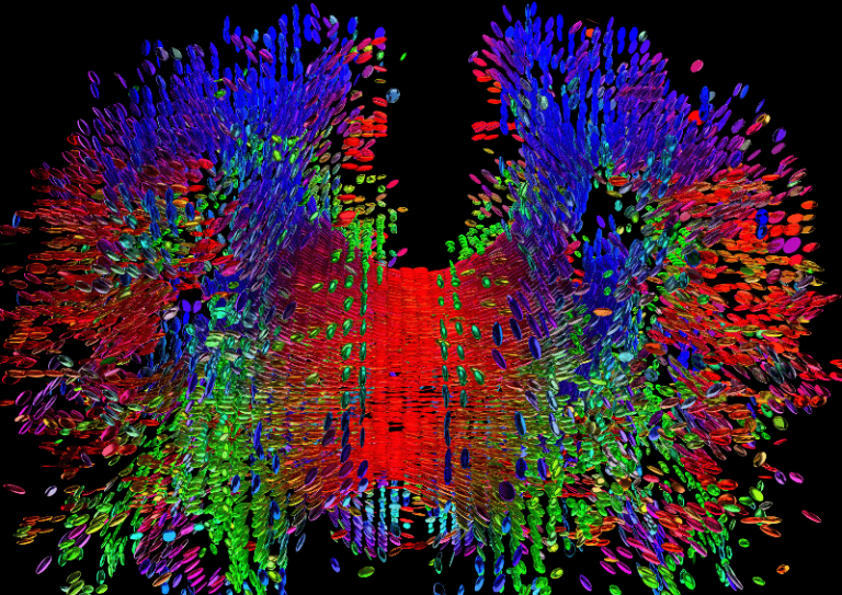 These Scientists are Turning the Human Brain into Art