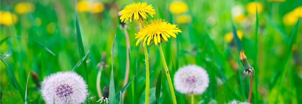 The Tires of the Future will be made with... Dandelions?