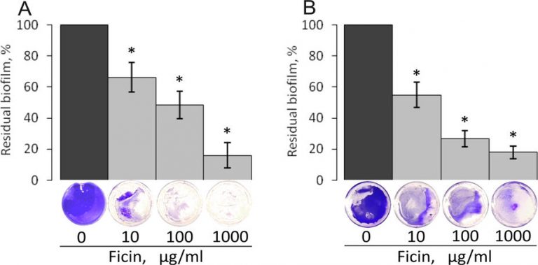 Fig Enzyme could Help to fight Infection and Heal Wounds
