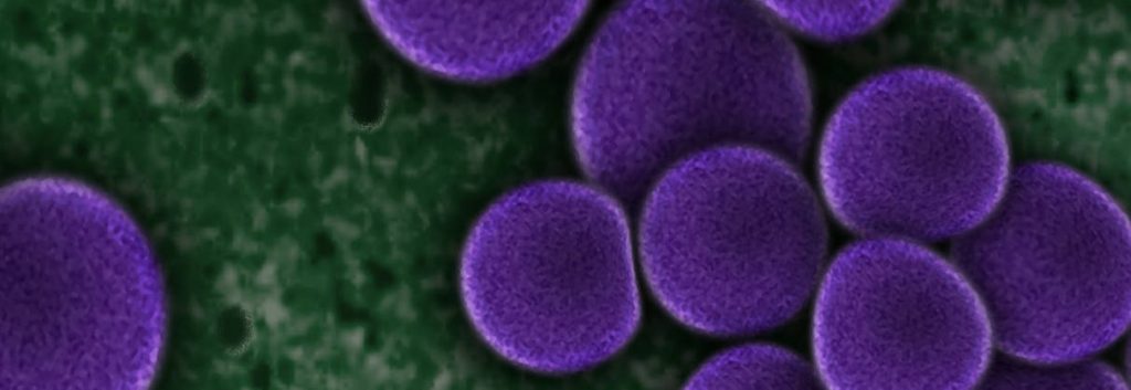 Fig Enzyme could Help to fight Infection and Heal Wounds