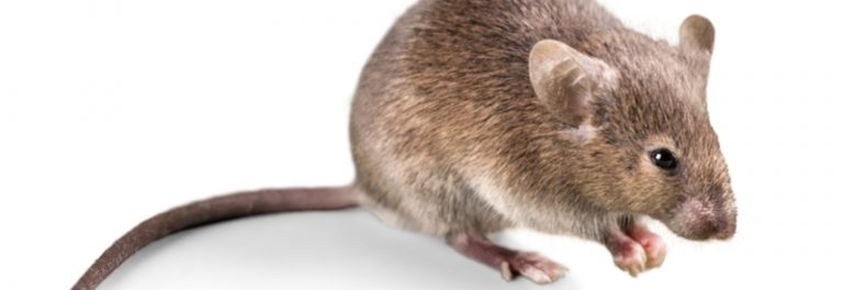 Trianni Mouse Produces the Whole Human Antibody Repertoire