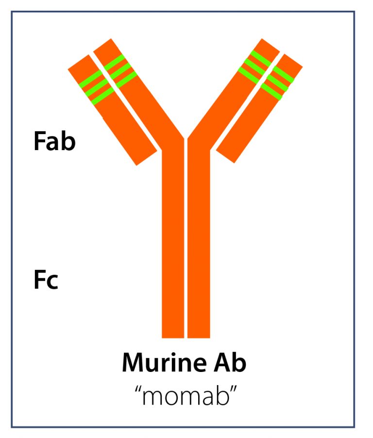 Trianni Mouse Produces the Whole Human Antibody Repertoire
