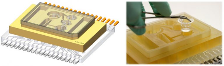 The FDA recruits CN Bio's organs-on-chips to speed up drug development