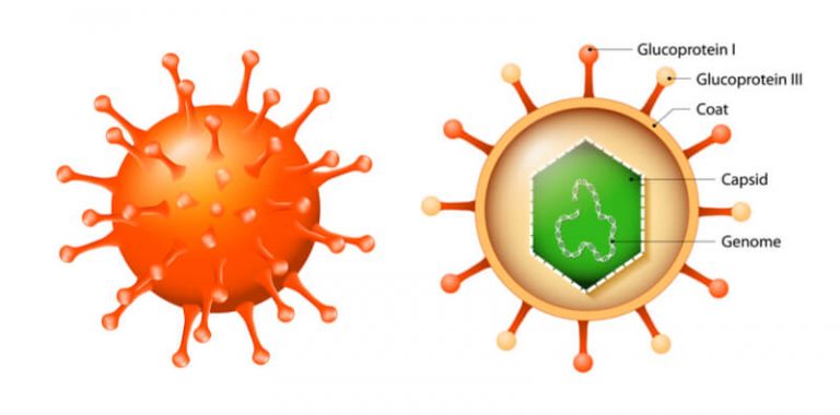 Crack Open the Champagne, AiCuris' HCMV Antiviral Gets FDA Approval