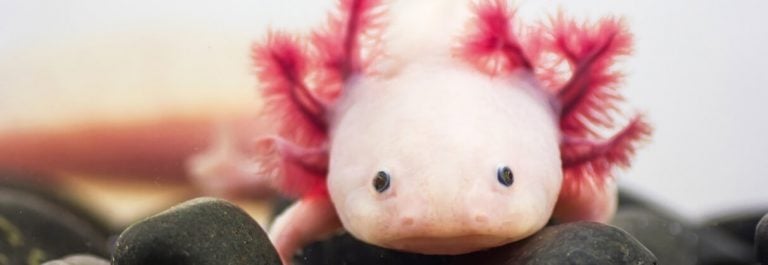 Mapping the Axolotl's Genome Boosts Regenerative Medicine