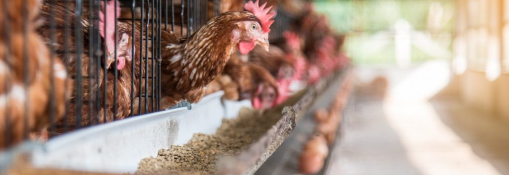 Seventure Partners Launches Animal Health Fund With €24M