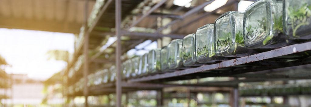 How Biotechnology from Plants Can Give Us Better Food and Medicines