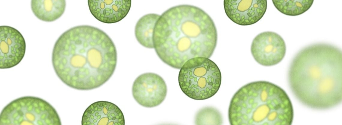 The Search for Better Biofuels - Can European Biotechs Deliver?