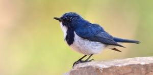 First Gene Therapy for Beta Thalassemia From BlueBird Bio Approved in ...