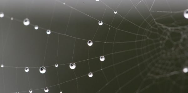 Spider Silk Could Improve Biolamina's Organoids for Drug Development