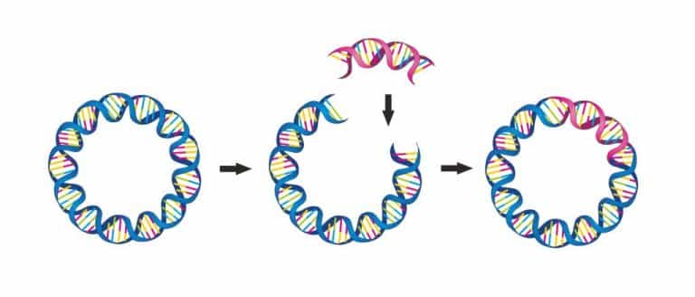 Plasmids: How to Solve a Bottleneck in Gene Therapy Manufacturing?