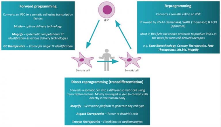 Investors Flock to Startups Reprogramming Cell Therapies