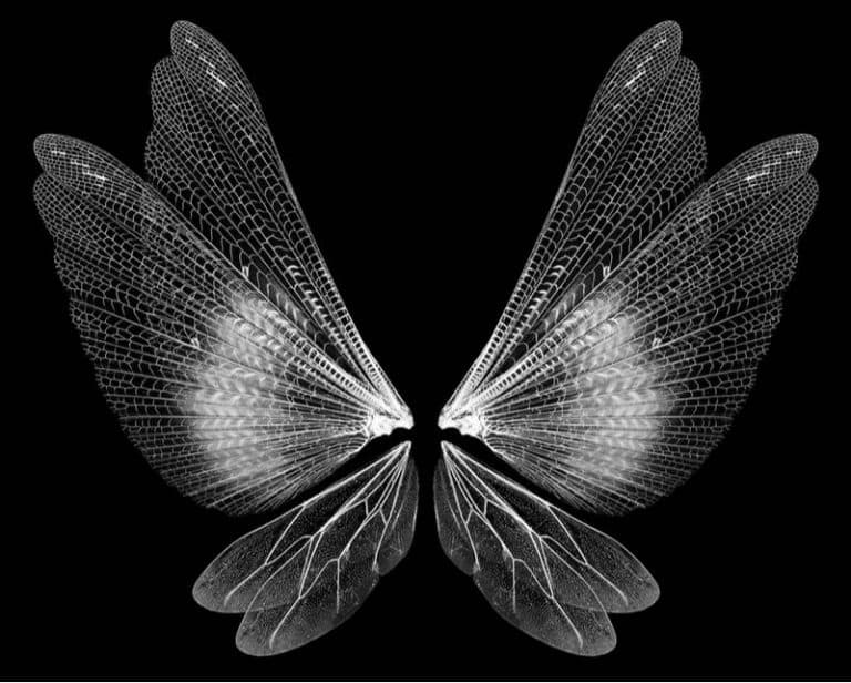 The Top 10 Insect-Powered Biotech Companies