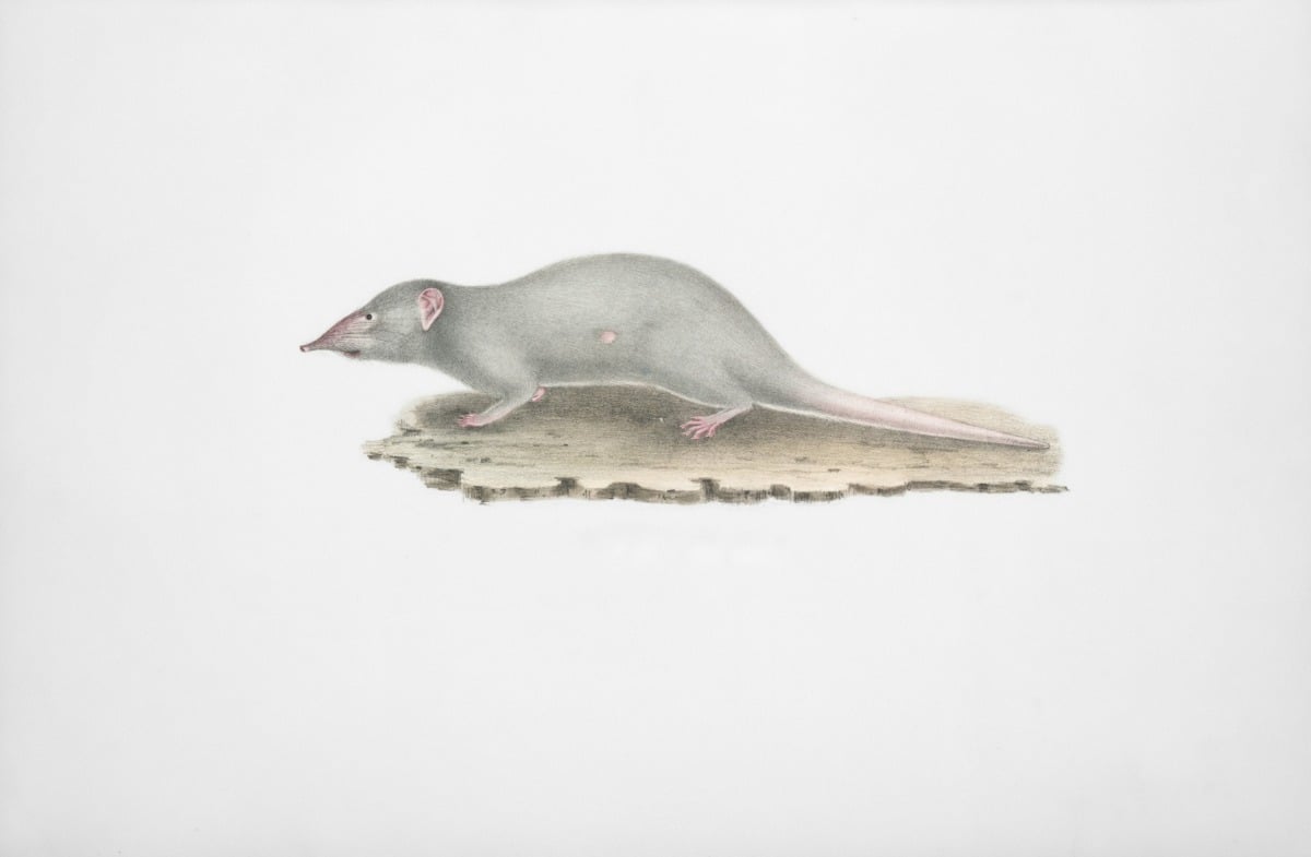 6 biomimicry companies harnessing nature for drug development